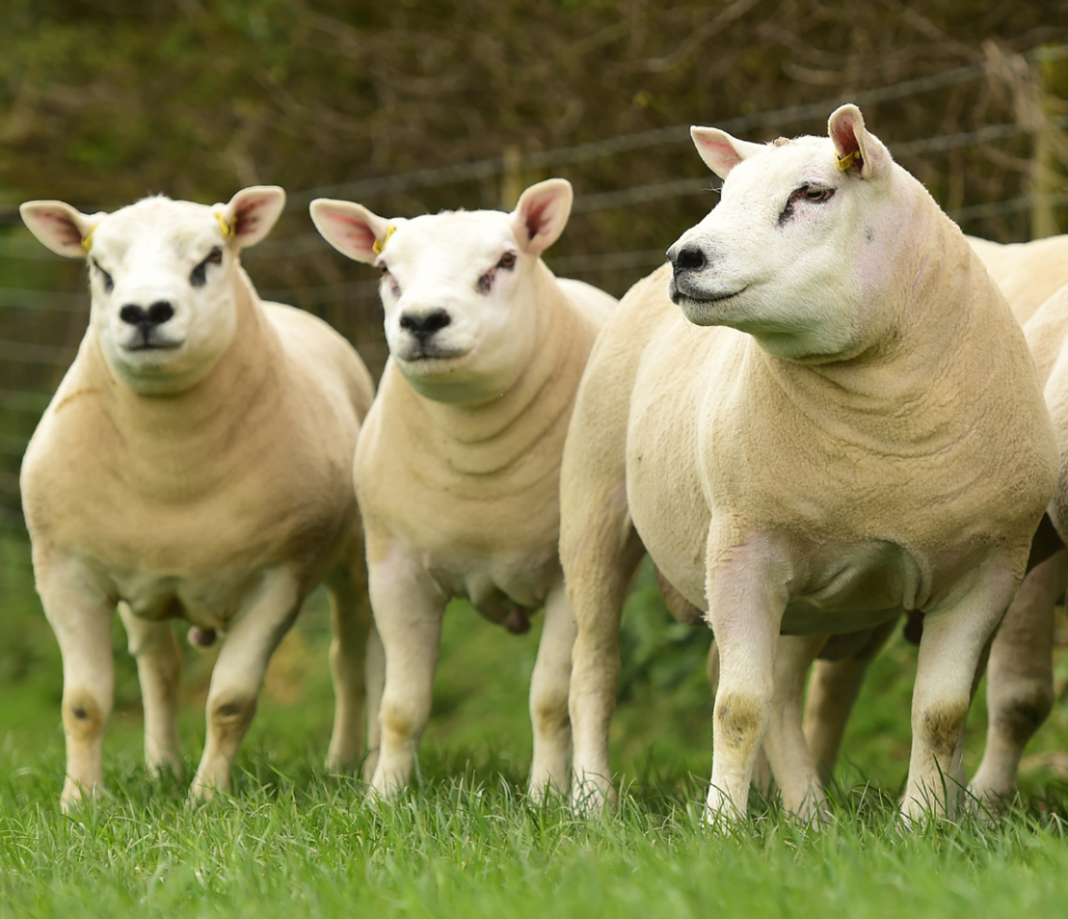 Case Study: British Texel Sheep – AbacusBio