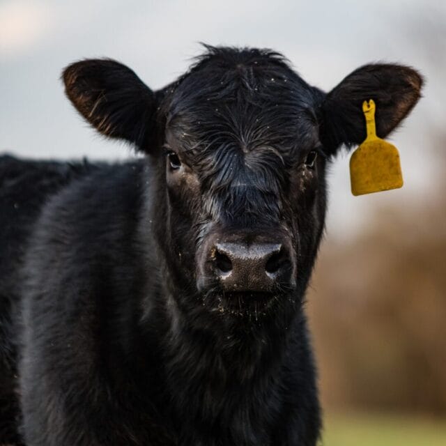 Enhancing Angus Cattle Genetics across US$43B of beef production ...