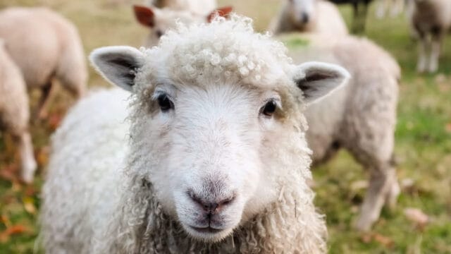 Selection and Mating – AbacusBio