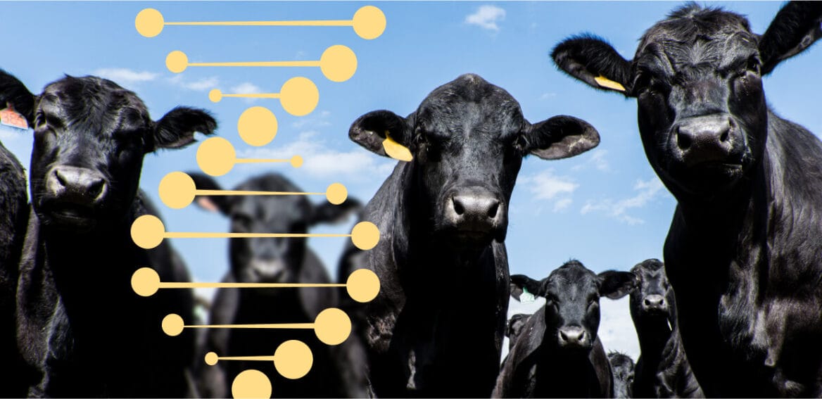 AbacusBio | International leader in genetic improvement