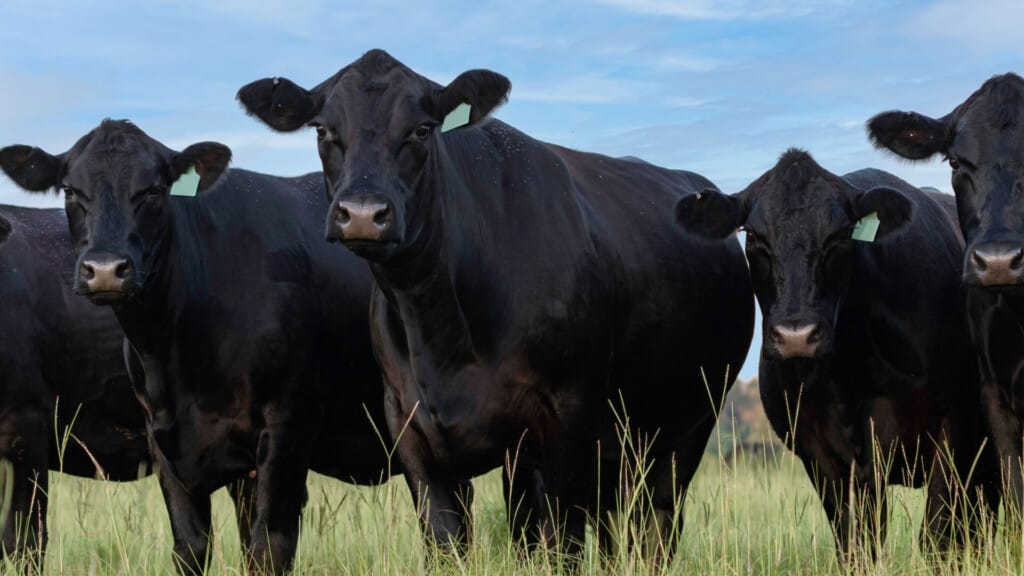 Enhancing Angus Cattle Genetics across US$43B of beef production ...