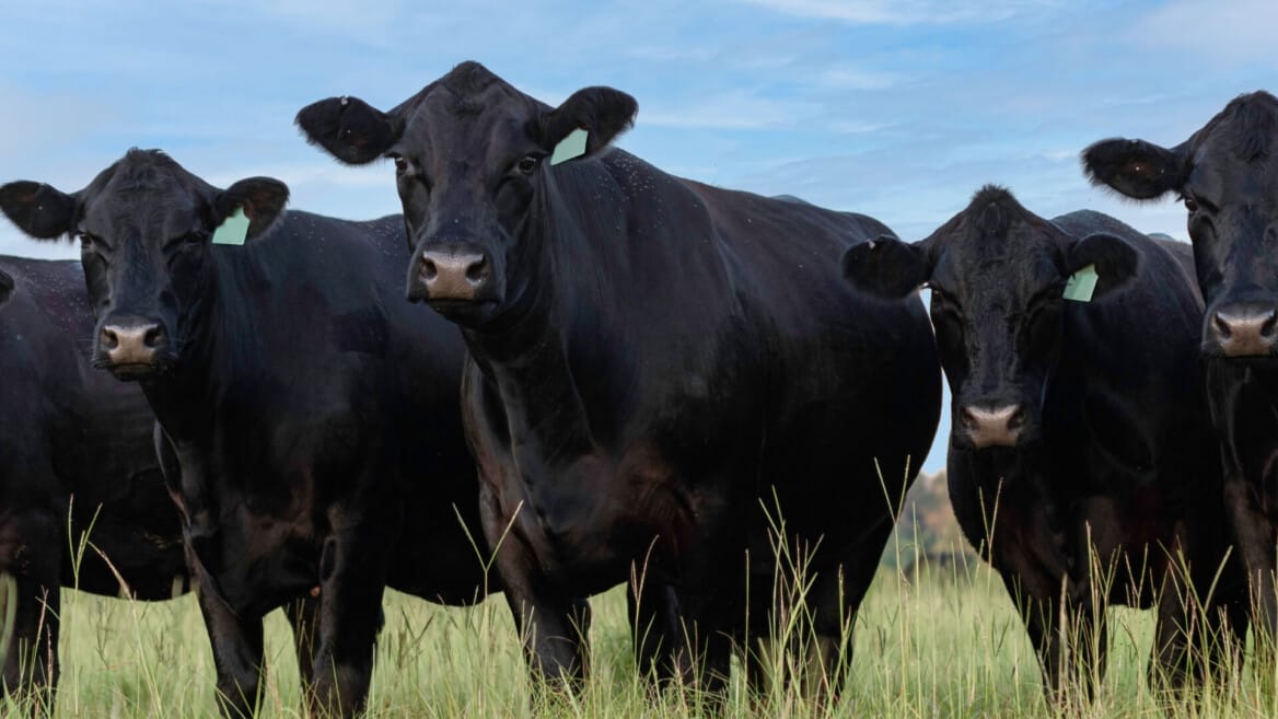 Enhancing Angus Cattle Genetics across US$43B of beef production ...