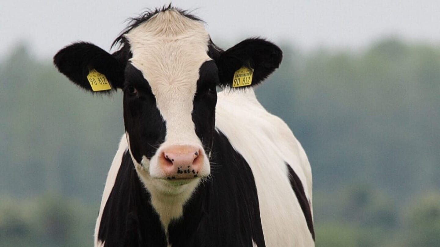 Reducing Enteric GHG Emissions in Irish Cattle – AbacusBio