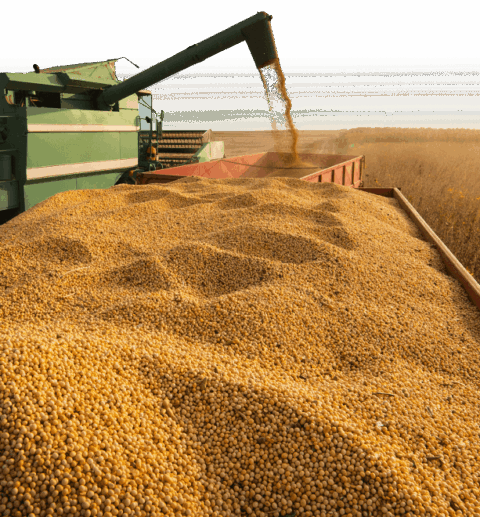 AbacusBio | International leader in genetic improvement