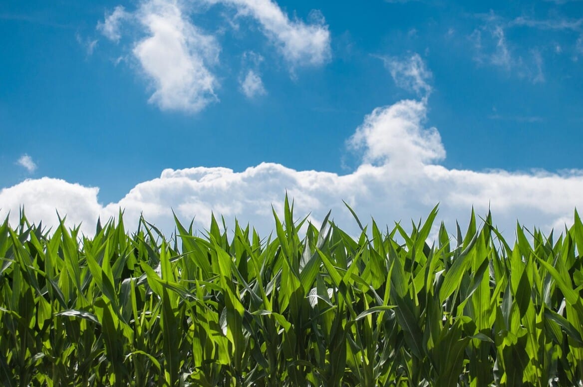 World’s first sustainability index for plants launched AbacusBio